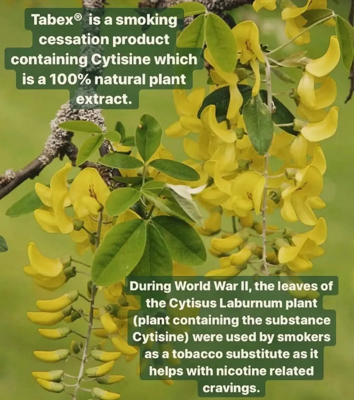 Tabex Official | Stoppen Met Roken | Tips Tegen Roken | TABEX – Tabex ...